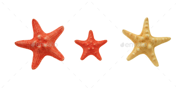 Three starfish in red and white small and large isolated on white with ...