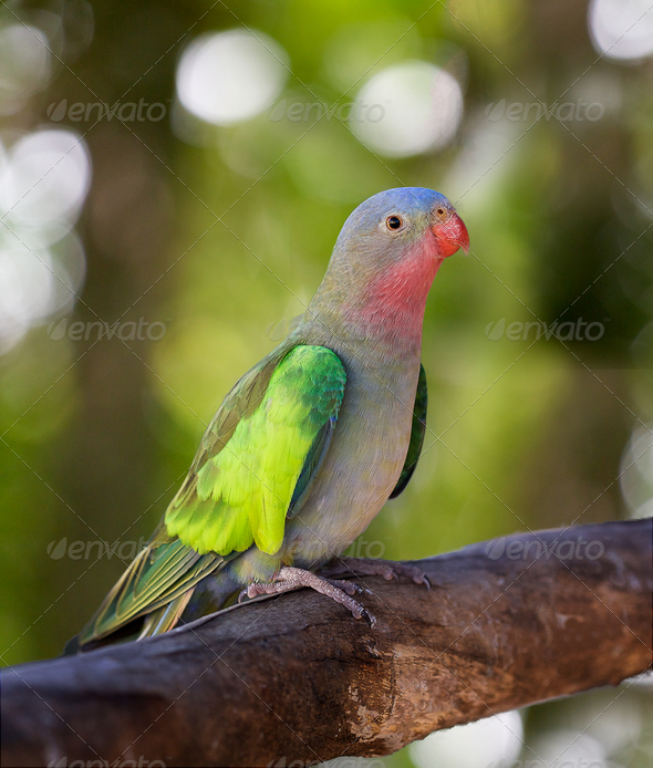 Princess parrot Stock Photo by pelooyen | PhotoDune