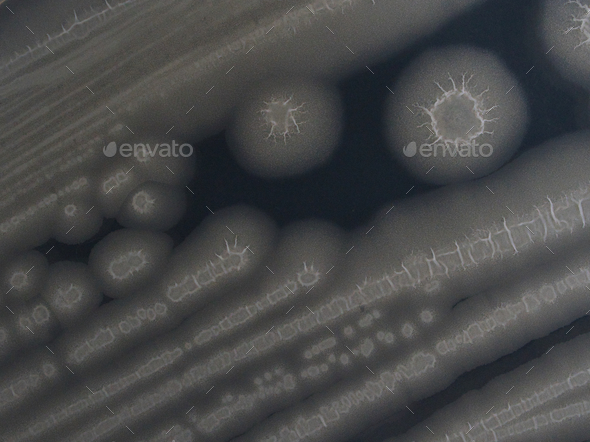 Colonies of Bacillus subtilis natto Stock Photo by Buntan2019 | PhotoDune
