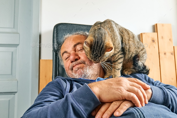 Tabby cat licking head of bearded man in living room. Human-animal ...