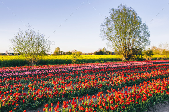 Tulip flowers field farm in spring landscape. Stock Photo by photocreo