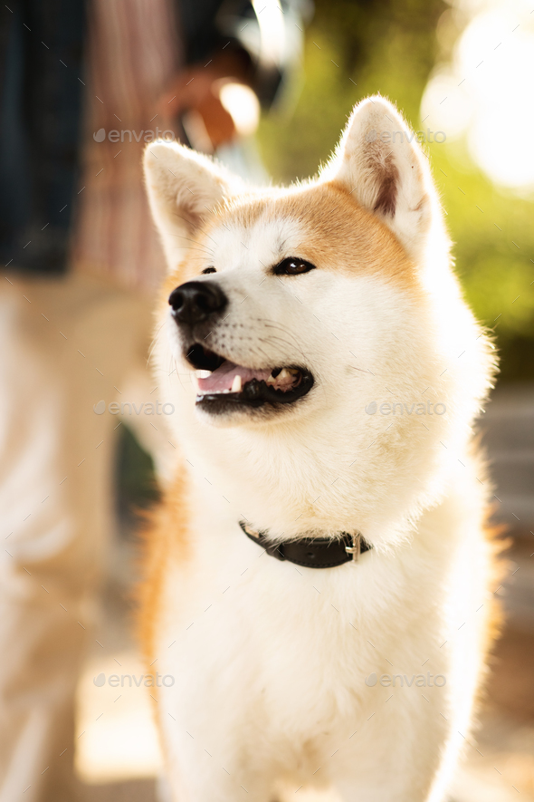 Cute fluffy happy akita dog with man owner in casual enjoys walk with ...