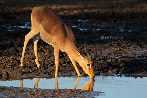 Impala antelope drinking water - Kruger National Park Stock Photo by ...