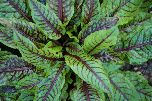 Rumex sanguineus redvein dock leaves Stock Photo by NAudigie | PhotoDune