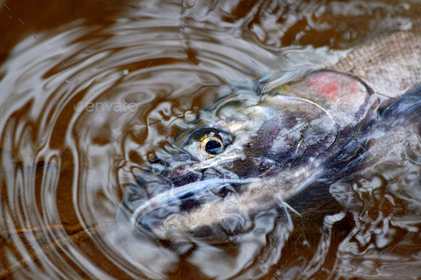 Water Ripples and Fish Stock Photo by couragesings | PhotoDune
