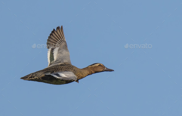 Garganey (Anas Querquedula) in Flight. Bird in Flight. Stock Photo by ...