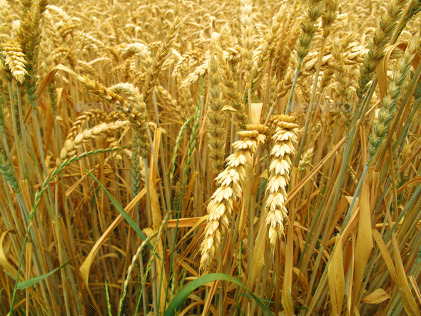 Grain field background Stock Photo by didesign | PhotoDune