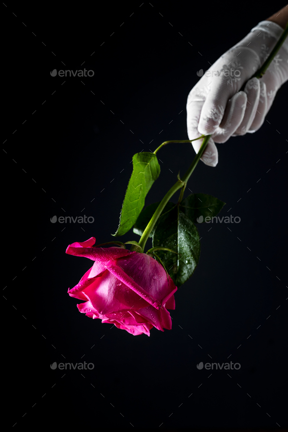 Delicate bright red rose in woman's gloved hand is tilted downwards ...