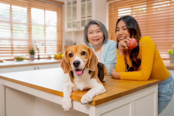 Main focus of beagle dog stay on table of kitchen in front of Asian ...