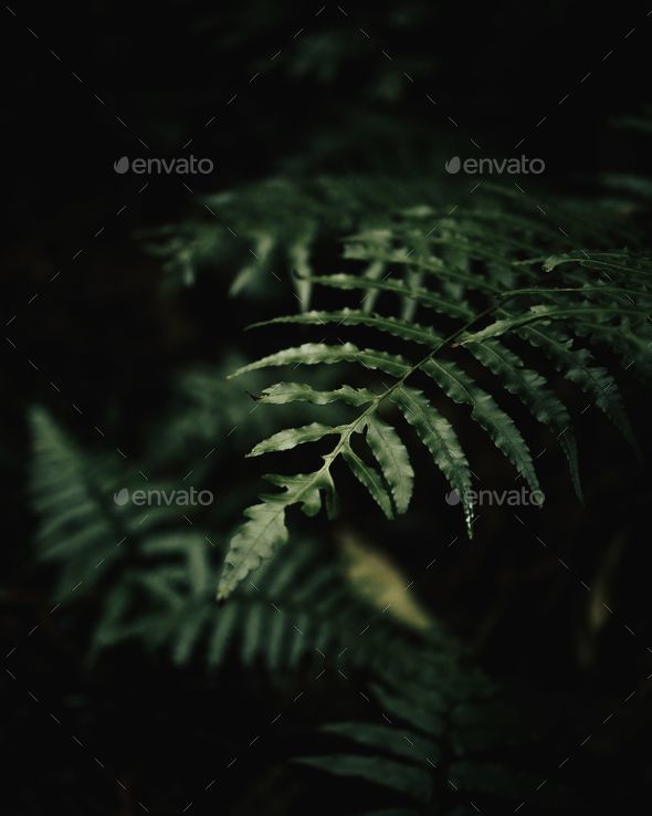 a fern plant on the ground at night in a forest Stock Photo by wirestock