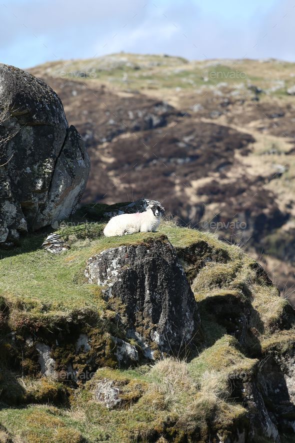 the sheep is sitting in the mountain looking forward with an alert ...
