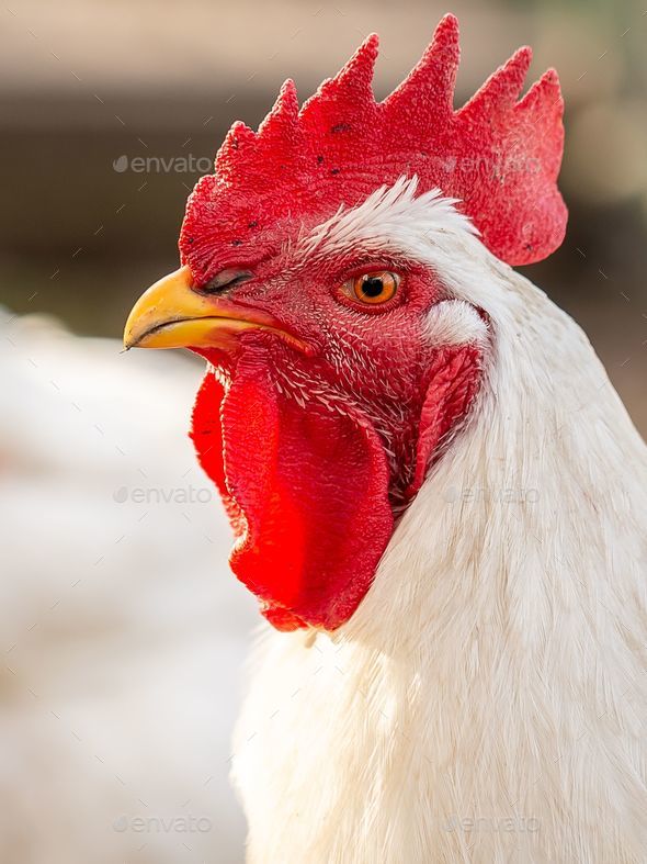 Closeup shot of a Broiler chicken breed in the blurred background Stock ...