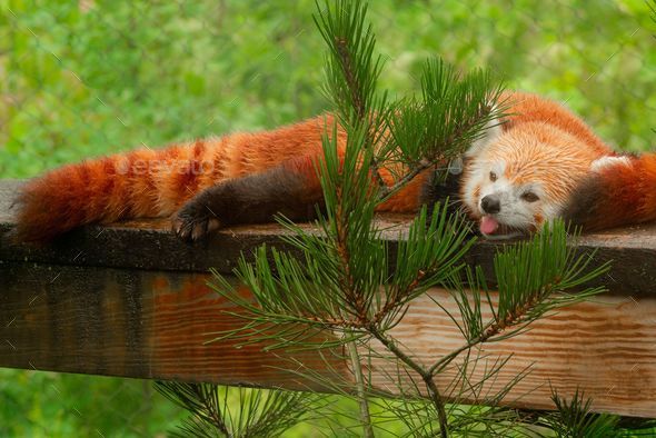 Cute red panda relaxing on a ledge at the Cleveland Metropark Zoo in ...
