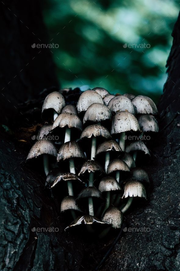 Vertical closeup of inky cap mushrooms in the forest with green blurred ...