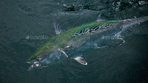 Top view of green and gray Little tunny fish swimming in the water near ...