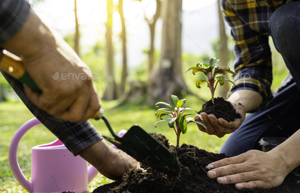 two young men are planting a tree to preserve the environment, plant ...