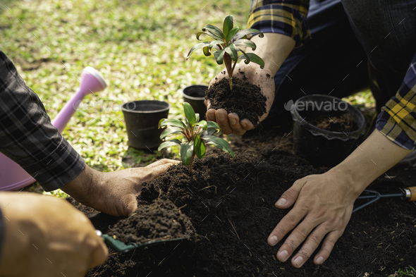 two young men are planting a tree to preserve the environment, plant ...