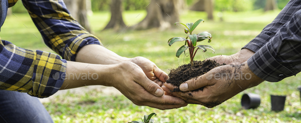 two young men are planting a tree to preserve the environment, plant ...