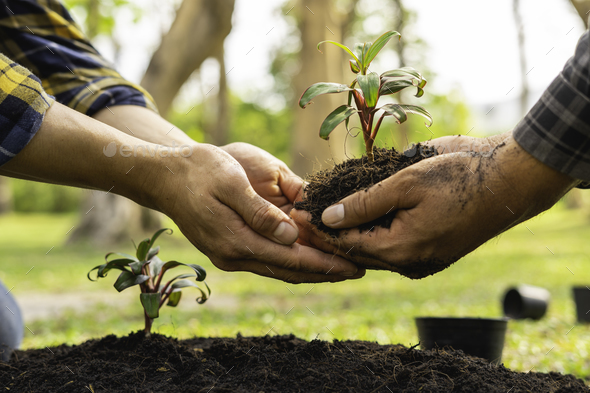 two young men are planting a tree to preserve the environment, plant ...