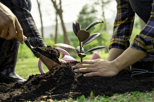 two young men are planting a tree to preserve the environment, plant ...