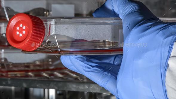 Science and Biotechnology, Laboratory Research, Cell Culture. Cells ...