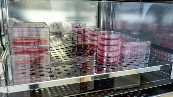 Science and Biotechnology, Laboratory Research, Cell Culture. Cells ...