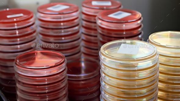 Science and Biotechnology, Laboratory Research, Cell Culture. Cells ...