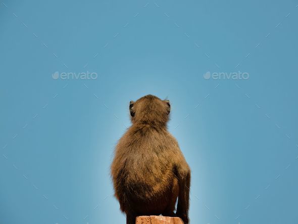 Back view of a hairy monkey with bokeh background Stock Photo by wirestock