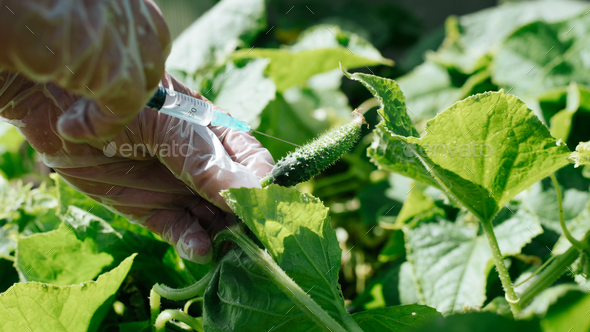Growth vaccine, vegetable chemical additive, gmo concept. Close-up of a ...
