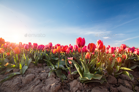Tulip flowers field at sunset in spring Stock Photo by photocreo ...