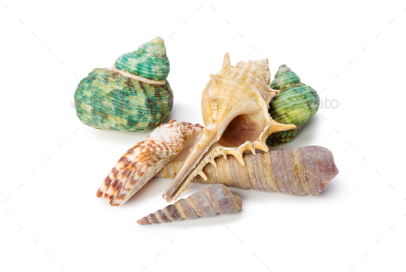 Seashell isolated on white background Stock Photo by FabrikaPhoto ...