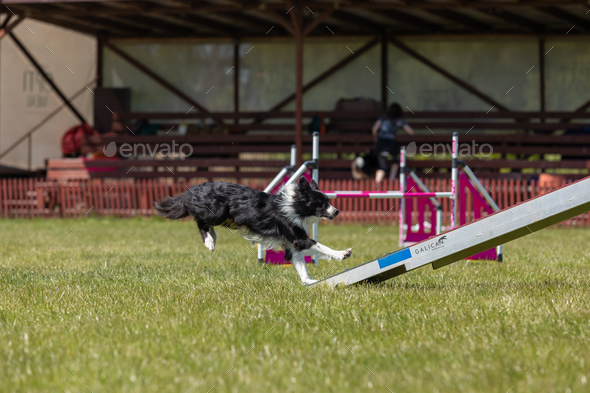 Dog running agility obstacle dog walk with contact zone. Agility Stock ...