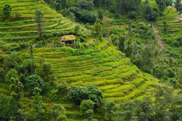 Terraced Rice Field in Nepal Stock Photo by salajean | PhotoDune