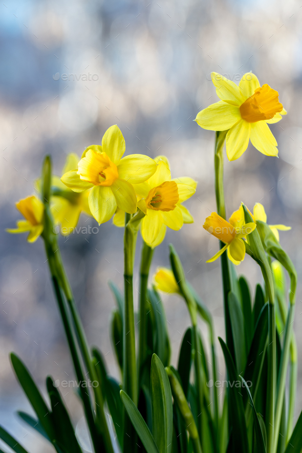 Beautiful Spring banner with fresh yellow daffodil flowers grow in pot ...