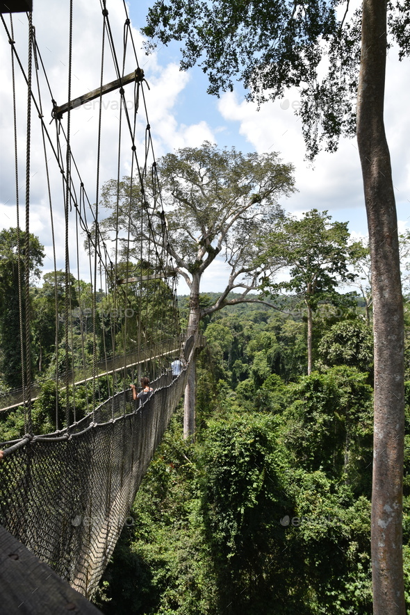 treetop walk in a rainforest in west africa ghana Stock Photo by ...
