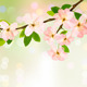 Spring background with blossoming tree brunch, Vectors | GraphicRiver