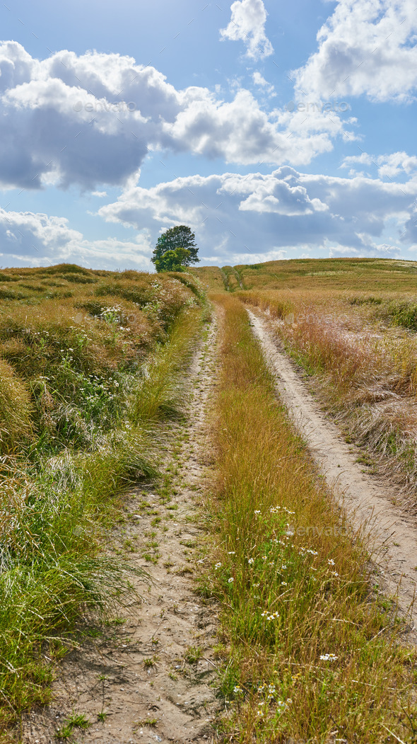 Dirt, path with countryside and travel, green and nature with direction ...