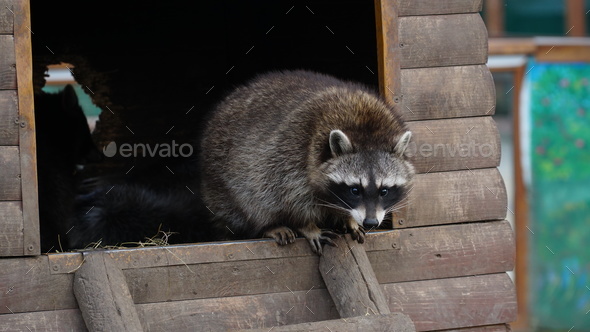 Raccoon in the zoo. Shelter. Animal life in captivity. Animals behind ...
