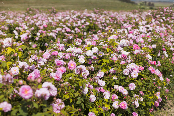 Close-up blooming tea rose bushes in pink and white colos in ...