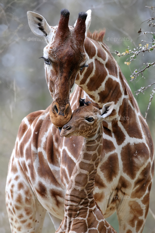 Closeup of cute reticulated giraffe baby with parent (Giraffa ...
