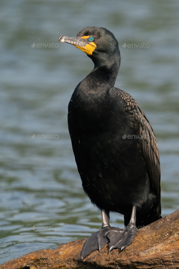 Double-crested Cormorant Stock Photo by mattcuda | PhotoDune