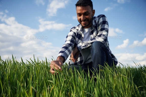 Wheat is growing. Touching the grass. Handsome Indian man is on the ...