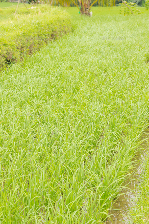 Rice terraces, Campuhan ridge walk, Bali, Indonesia, track on the hill ...