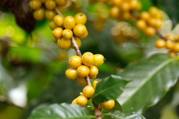 yellow catimor Coffee beans ripening on tree in North of thailand Stock ...