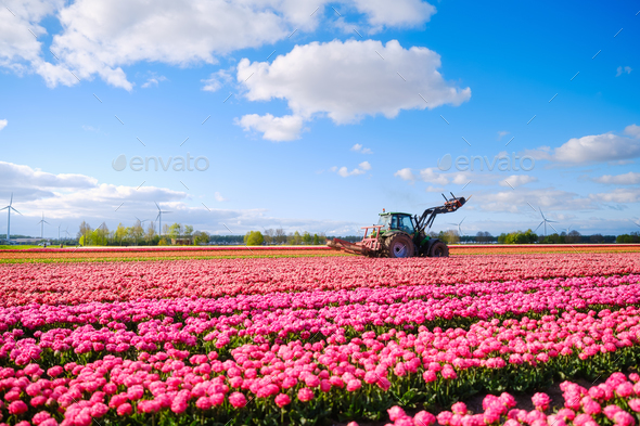 A tractor in a flower field. Agricultural machinery at work. A field ...