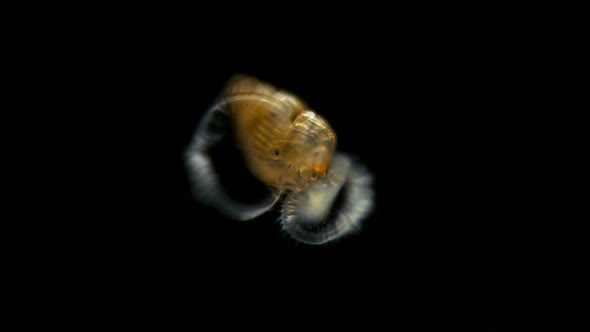a Larva of a Sea Snail Under a Microscope, Called Veliger, Class ...