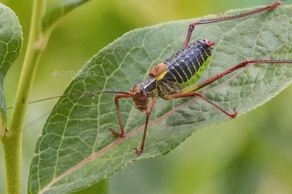 Closeup of the Barbitistes constrictus on the leaf. Stock Photo by ...