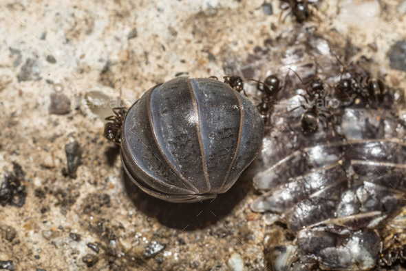 oniscidea insect surrounded by ants on all sides Stock Photo by wirestock
