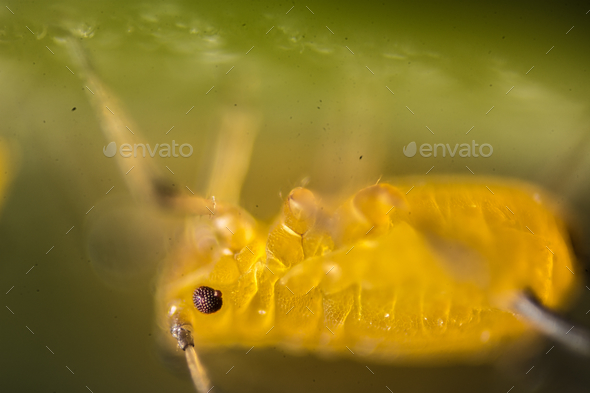 Detail of a yellow aphid, a leaf parasite Stock Photo by wirestock
