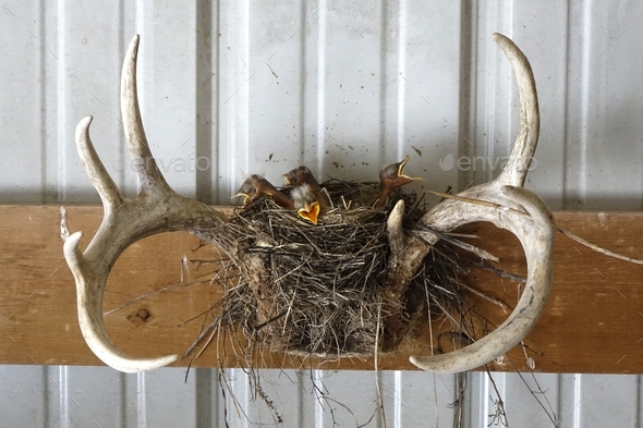 Barn Swallow newborns in their nest built on a whitetail deer antler in ...